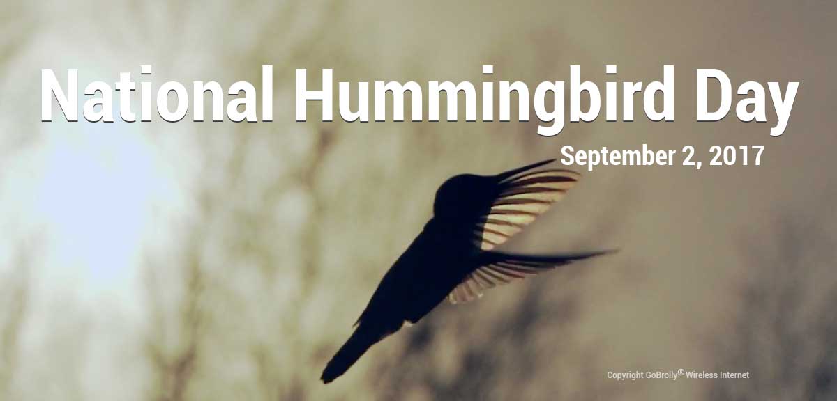 National Hummingbird Day | BumperShoot | GoBrolly Wireless Internet